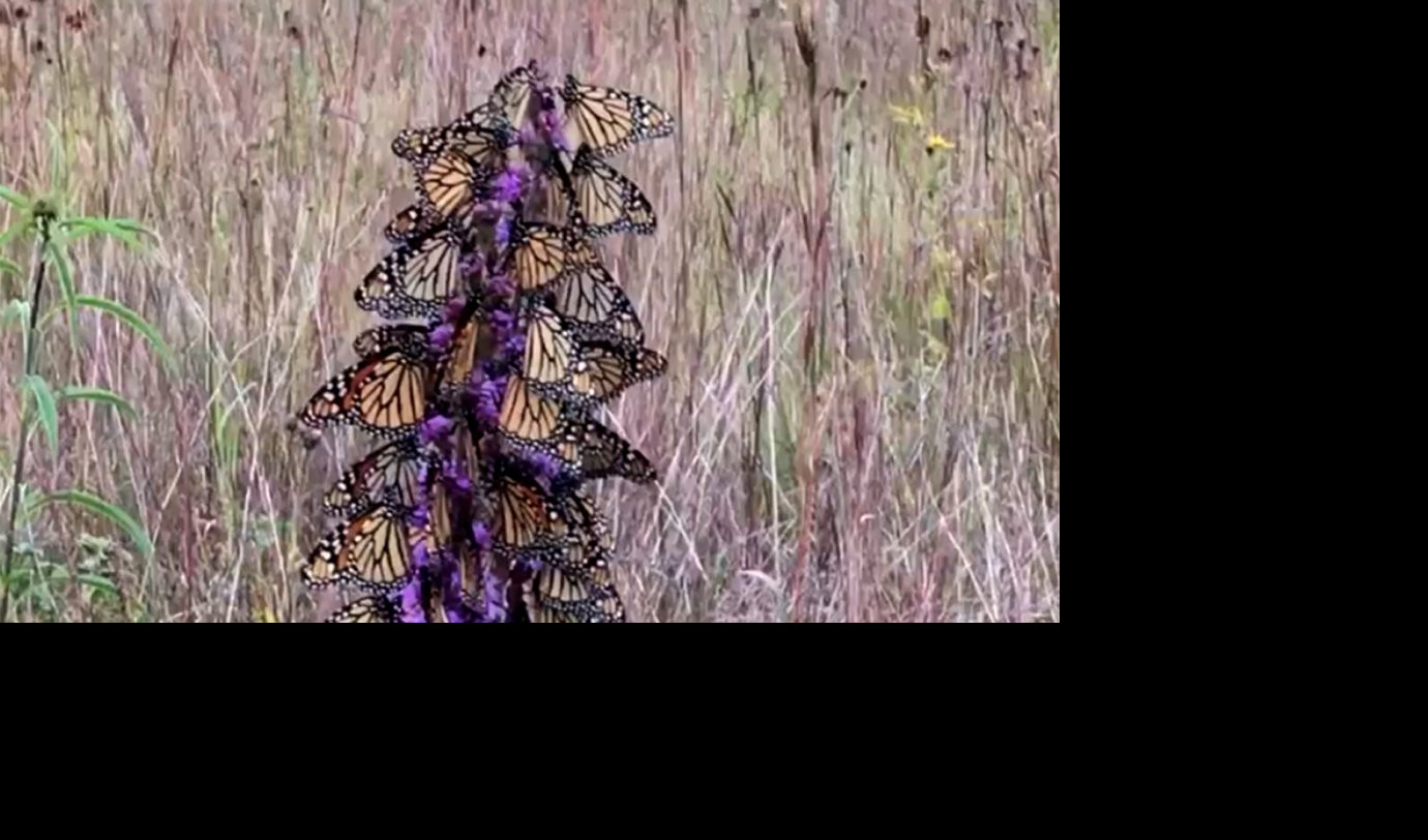 (VIDEO) DA LI STE ZNALI KAKO SPAVAJU LEPTIRI? Kladimo se da biste se ...