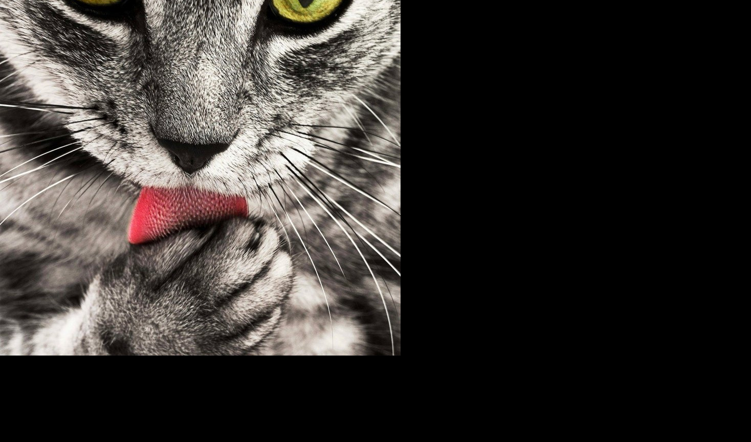 VREBA IZ PRIKRAJKA! A kada se papagaj okrene ona se pravi luda! (Video ...